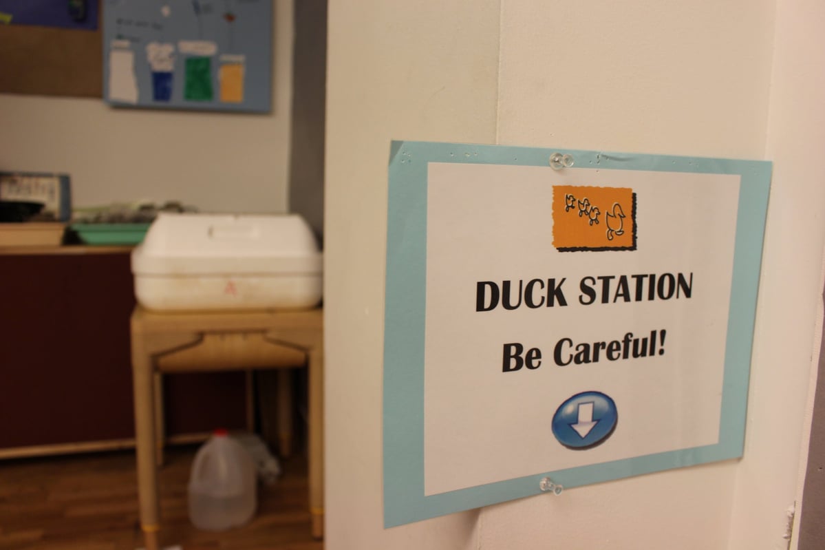 Spring Embryology Study: Hatching Duck Eggs in Our Classrooms ...